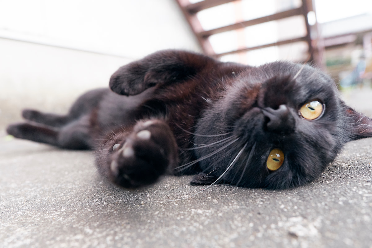 Watching the 'Baddest Tom Cat Around' Melt When Kids Pet Him Is Simply ...