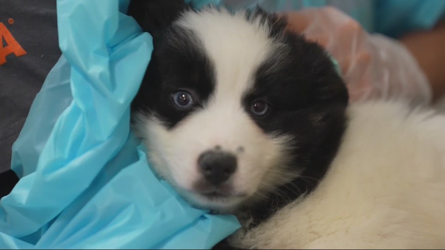 New handbook helps law enforcement respond to Iowa animal-welfare ...