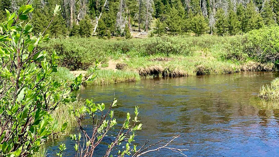 What is Rotenone? | How Native Trout Waters Are Purged of Invasive Fish