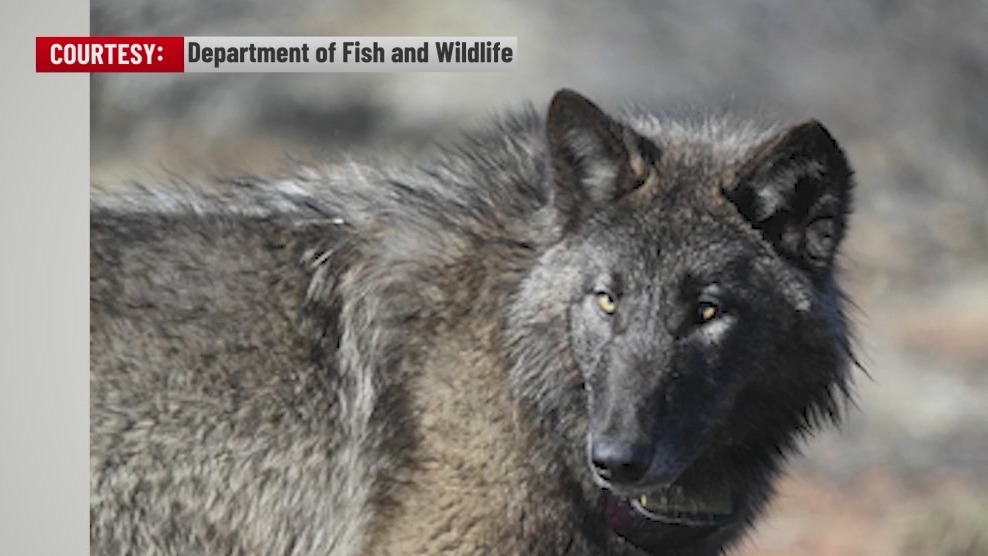 California Department of Fish and Wildlife released a new map that ...