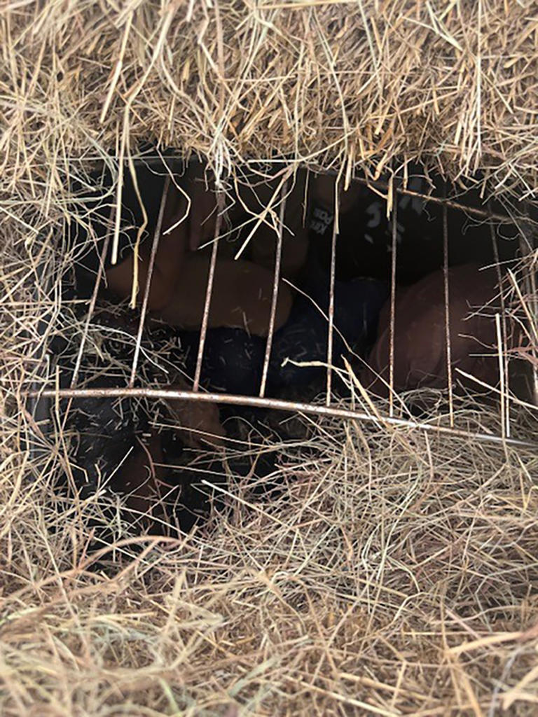 Texas sheriff discovers a dozen migrants hidden inside hay bales during ...