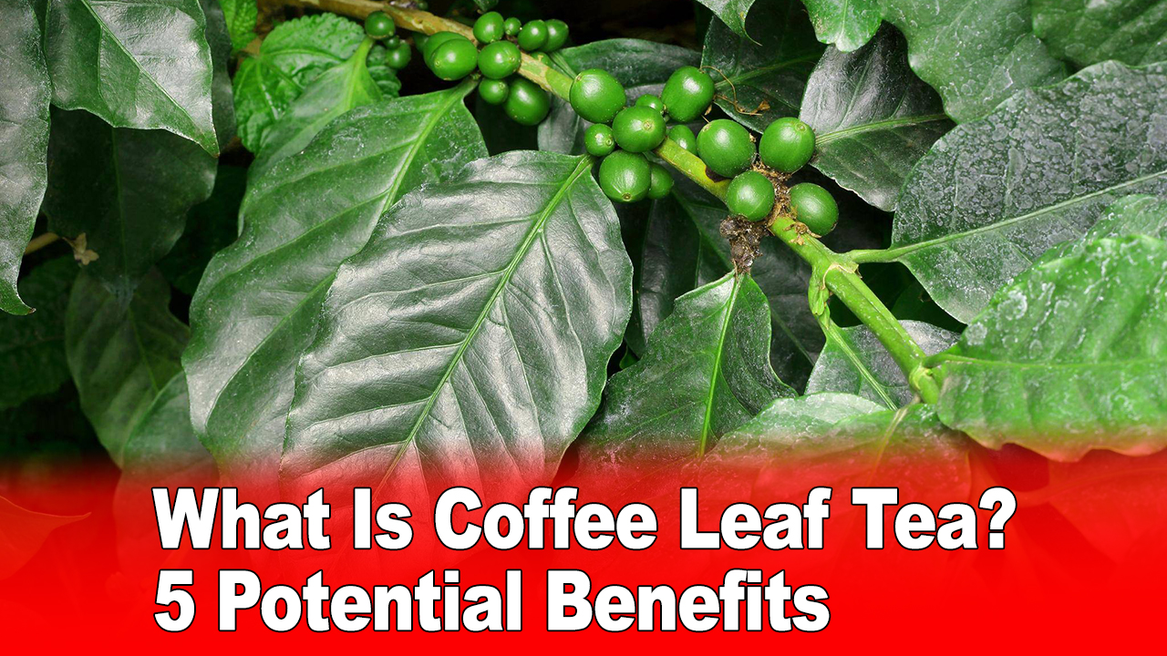 What Is Coffee Leaf Tea? 5 Potential Benefits.