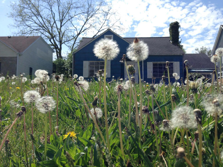 Weeds Taking Over Your Lawn and Yard? Here's Your Plan for a Weed-Free ...
