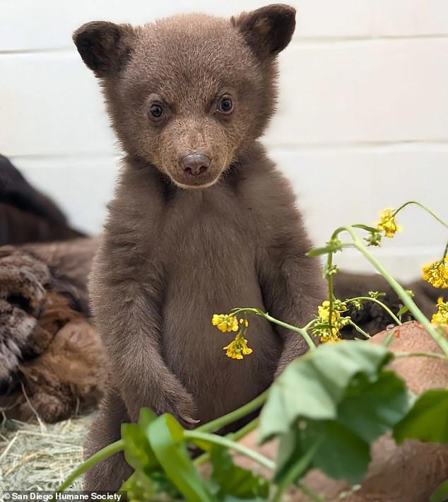 America's cutest bear cub is thriving in shelter after being abandoned ...