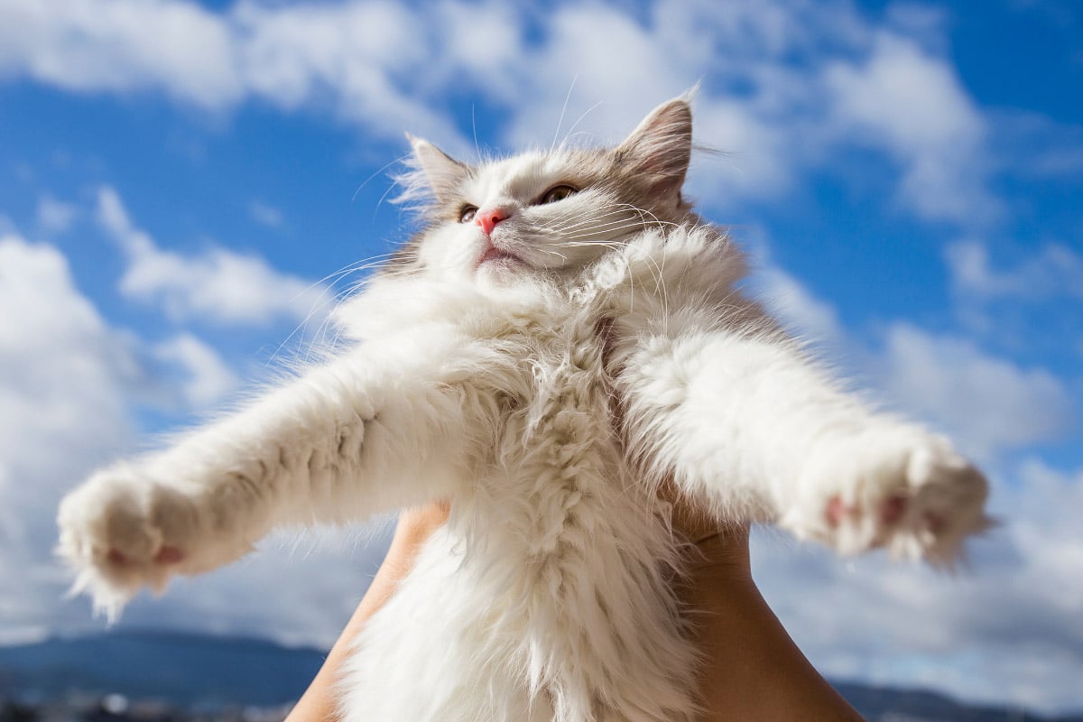 Here’s what nobody tells you before choosing between a Norwegian forest ...