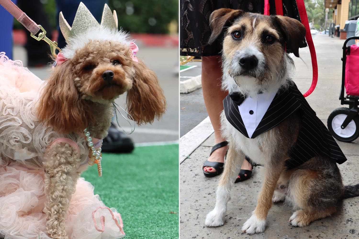 Animal Shelter Reunites Adopted Rescue Dogs for 'Puppy Prom' and 'Best ...