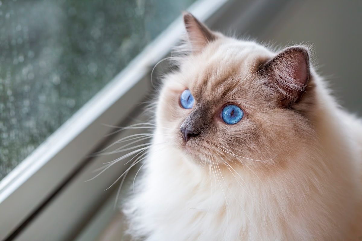 Guardian Ragdoll Cat ‘Barks’ at Intruders Like a Big Bad Wolf at Heart