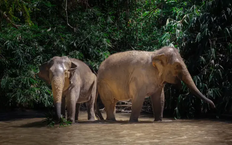 Perhilitan expects Gerik elephant sanctuary to be operational by 2030