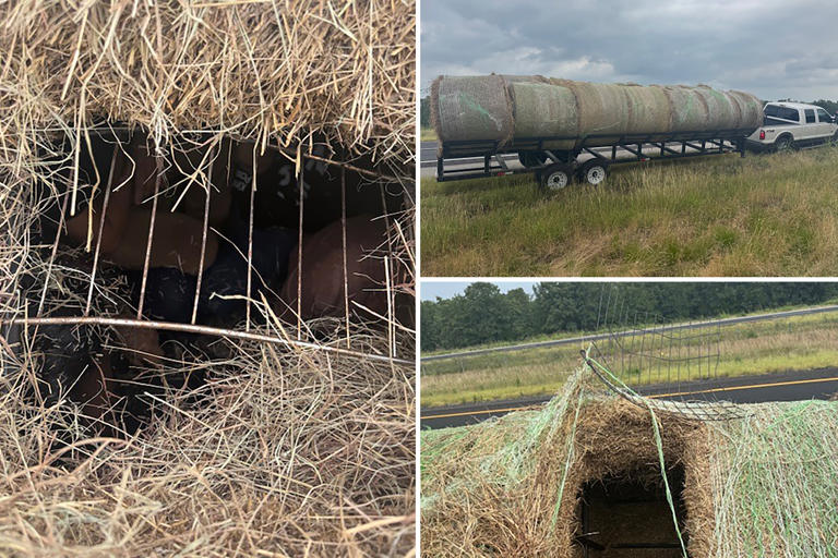 Texas sheriff discovers a dozen migrants hidden inside hay bales during ...