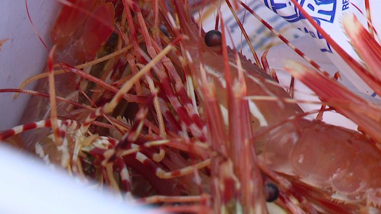 Shrimp season blues: Limited catch leaves anglers wanting more