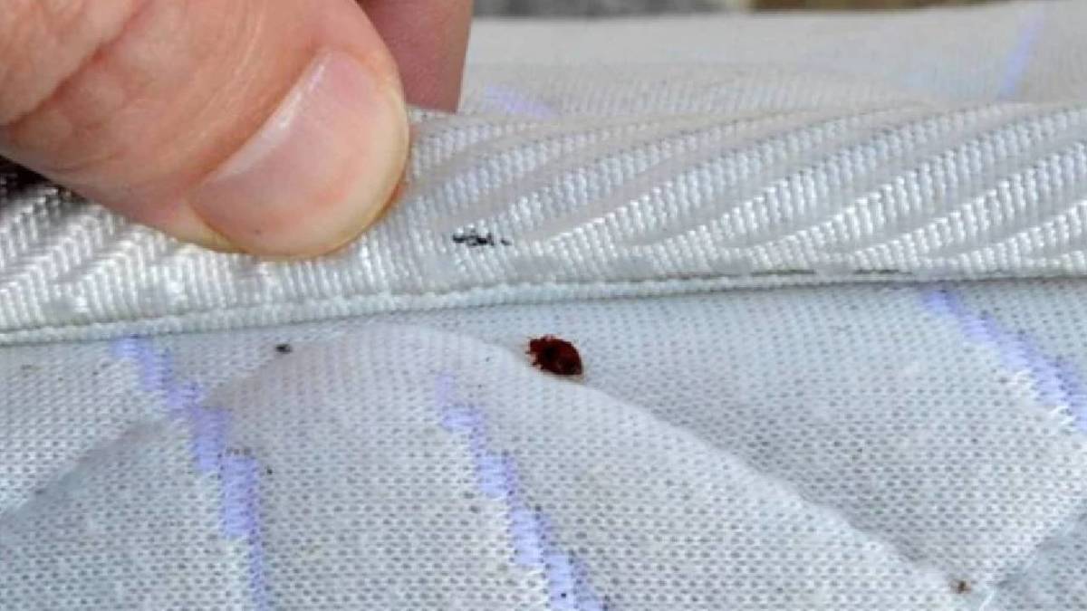 ¡Cuidado con ellos! Estos son los tres insectos que debes eliminar si ...