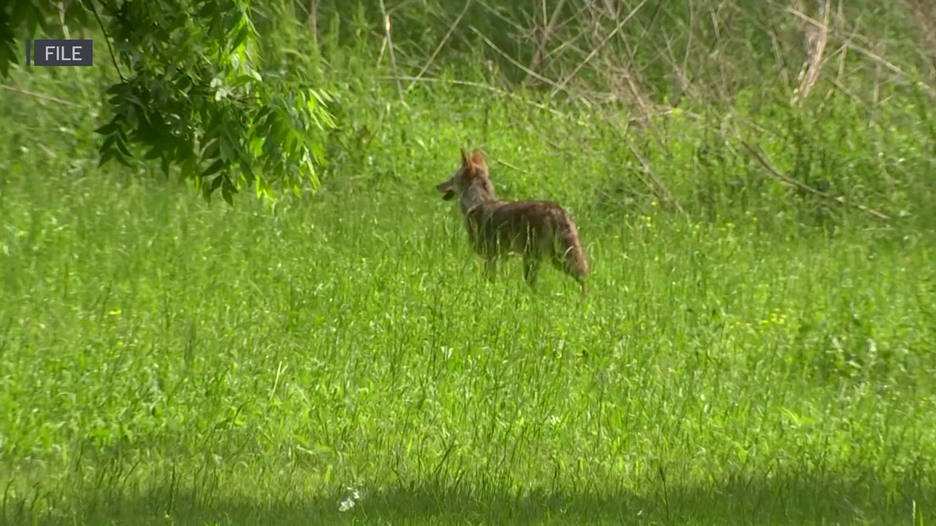 Dallas wildlife experts hold information session following coyote sightings