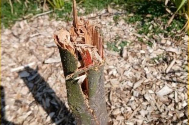 Trees vandalised in Wiltshire park with town council investigating