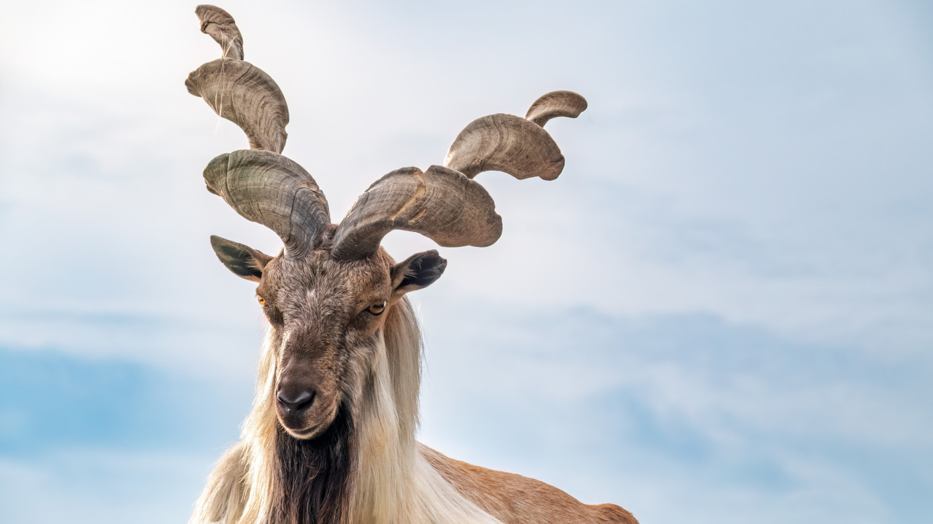 The markhor: Pakistan's near-threatened species
