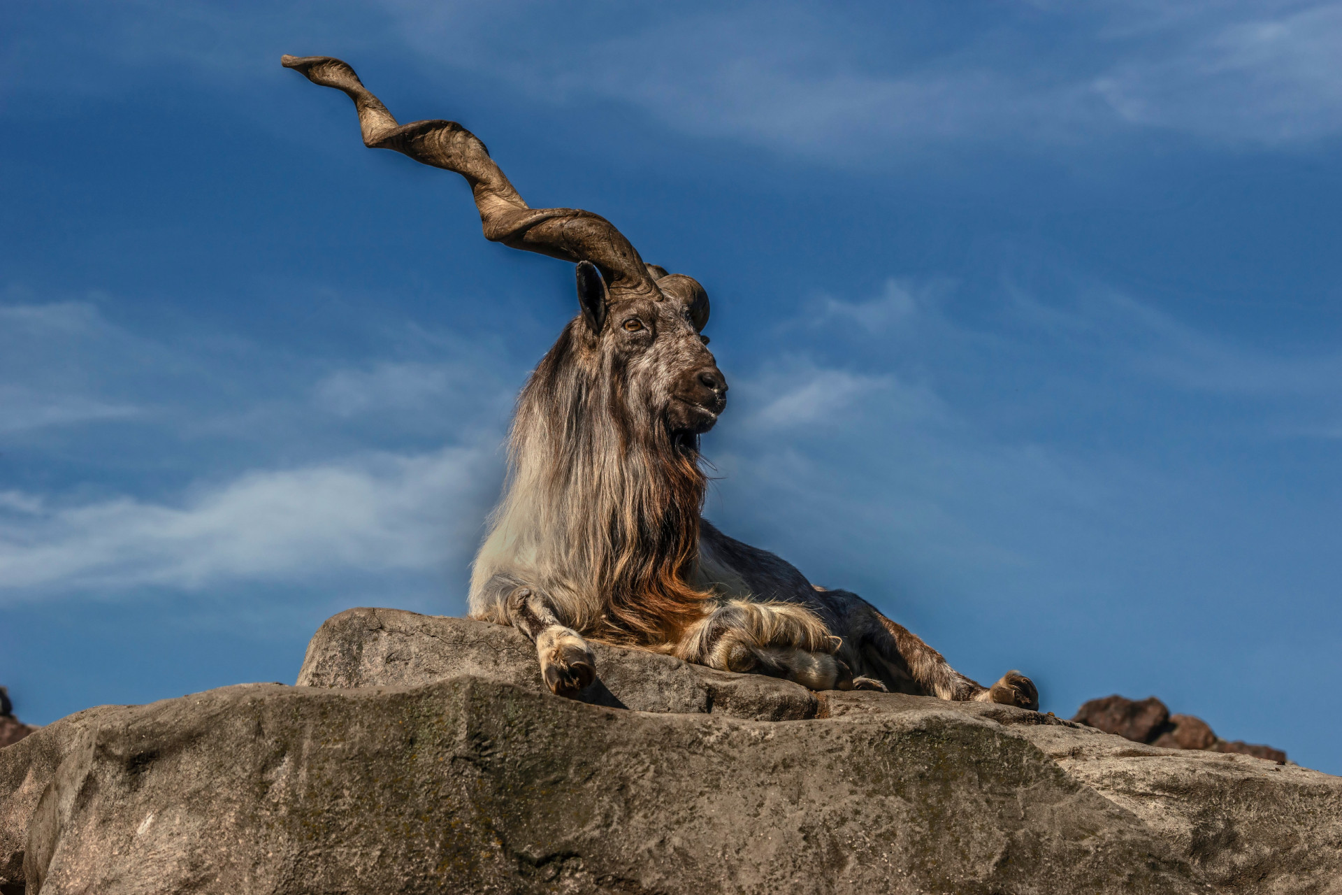 The markhor: Pakistan's near-threatened species