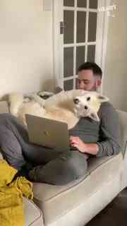 This Work From Home Companion Is Stealing the Show – Watch Until the ...