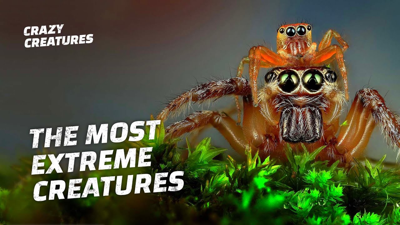 Nature’s Toughest Creatures – How They Survive Against All Odds!