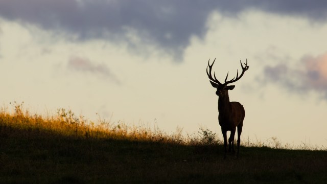 Scientists issue warning after making troubling discovery about elusive ...