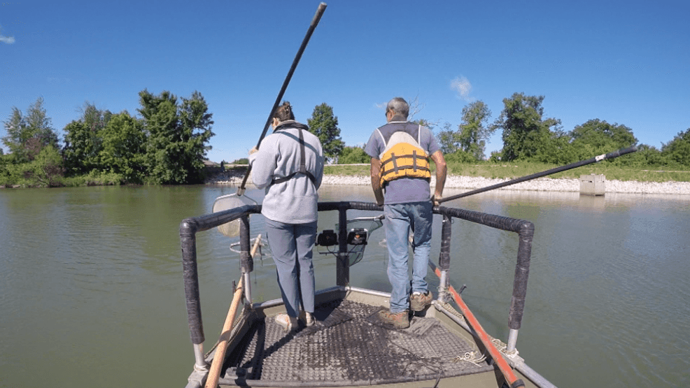 Conservationists use electrofishing to monitor fish at Phillip Perry ...
