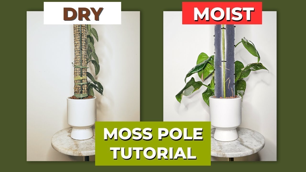 Keep Your Plants Thriving With This Moisture-Extending Plastic Sheet ...