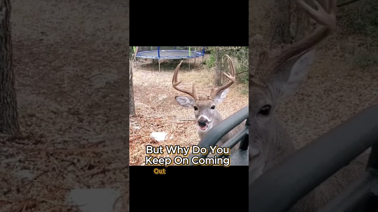 How Rut Season Shapes Whitetail Deer Behavior