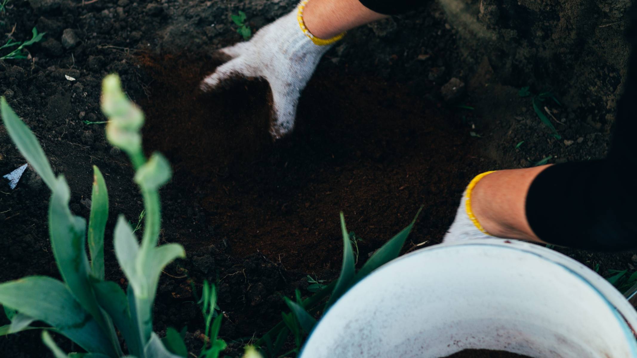 Začínáte s hnojením trvalek? 10 tipů, jak na to, aby byly vaše rostliny ...