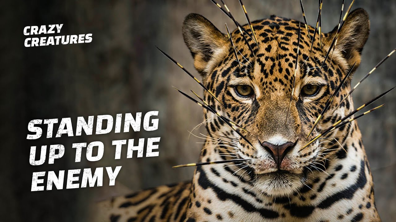 Reversing the Hunt: Wild Counterattacks