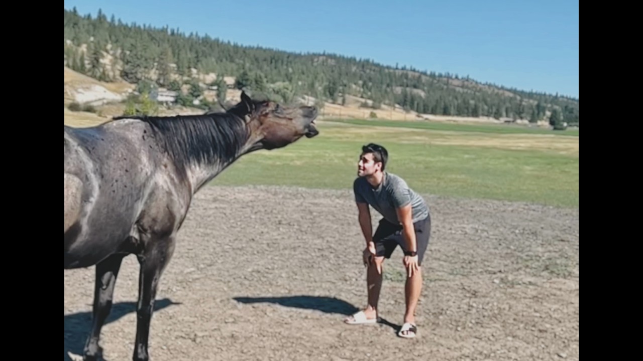 Rescue Gelding Doesn’t Trust Men – Then He Meets My Fiancé