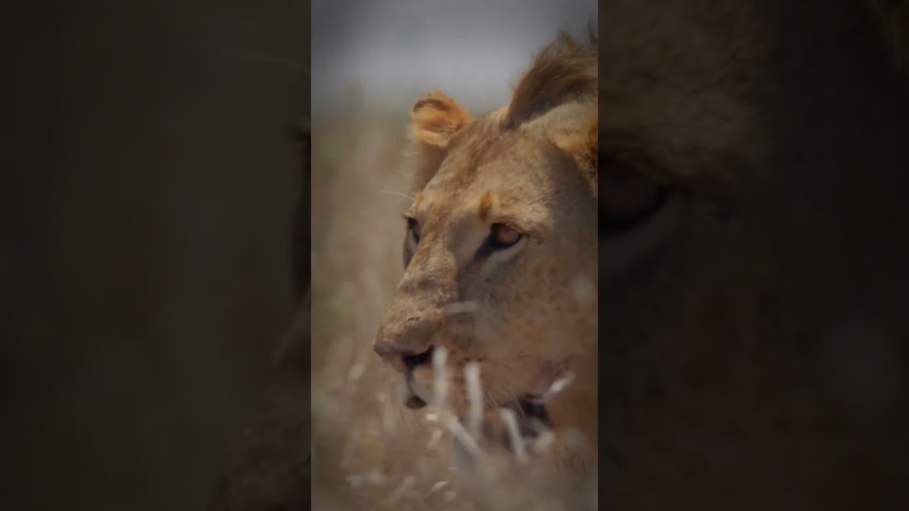 Ce qu'il faut faire si un lion vous attaque