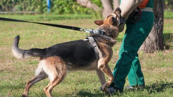 PETA: Viele Halter verstehen ihre Hunde gar nicht richtig