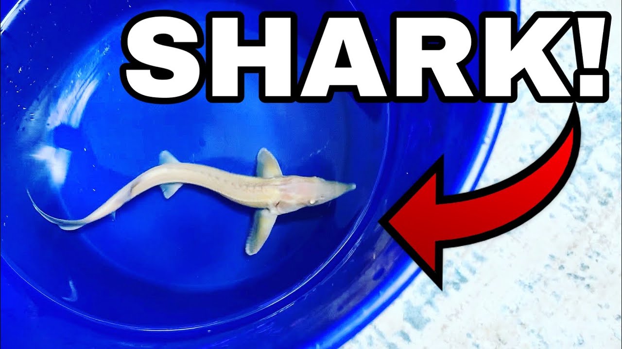 One of a Kind: Albino Baby Shark Setup