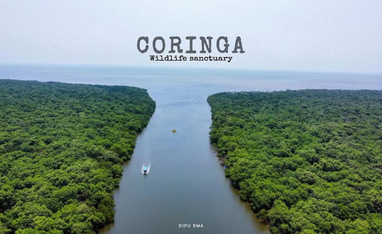 6 Places In India To Discover The Mystique Of Mangrove Forests