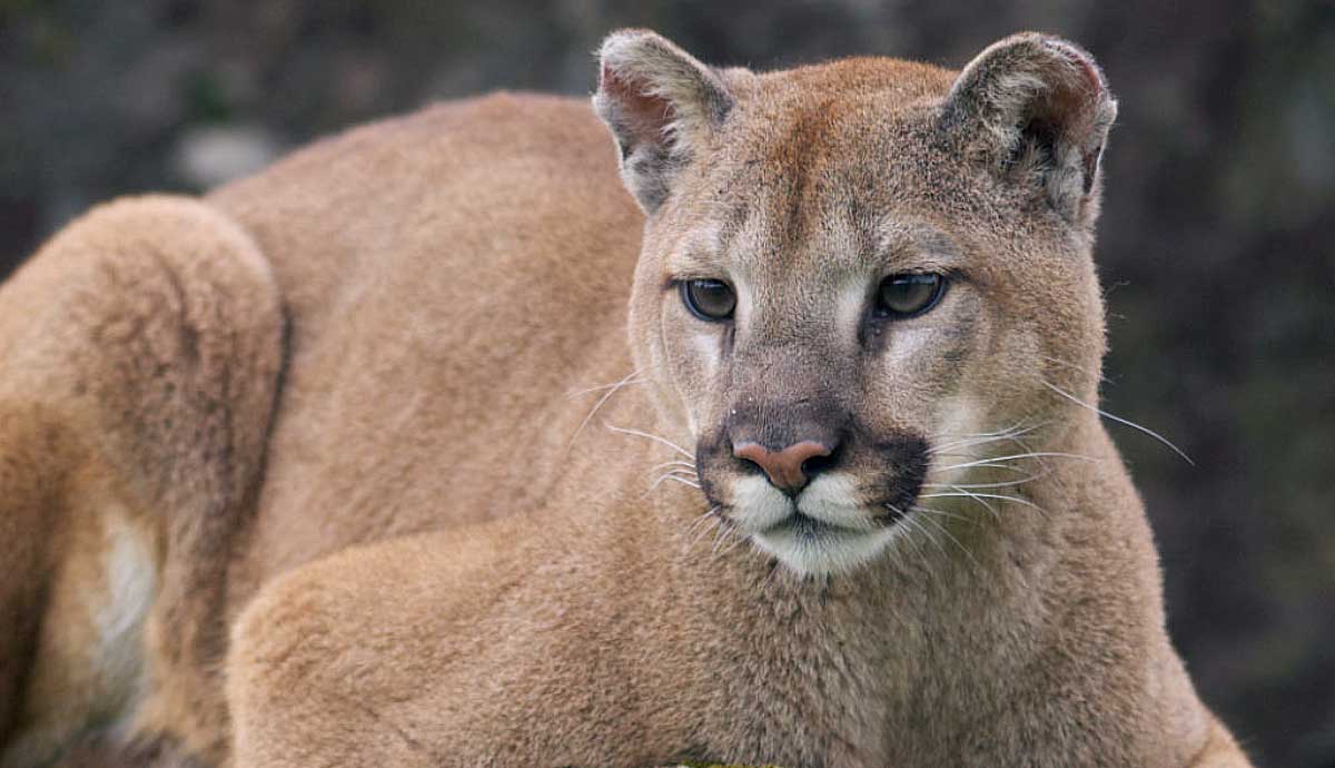 Cougars, Pumas, and Mountain Lions: Are They the Same Animal?