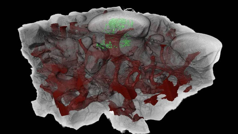 Peces con 460M de años le dicen a la ciencia que tienen la culpa de tu ...