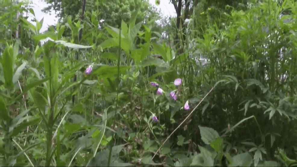 From mowers to growers: 'No Mow May' movement nurtures nature's beauty ...