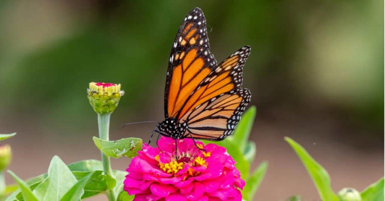 How Many Legs Does a Butterfly Have?