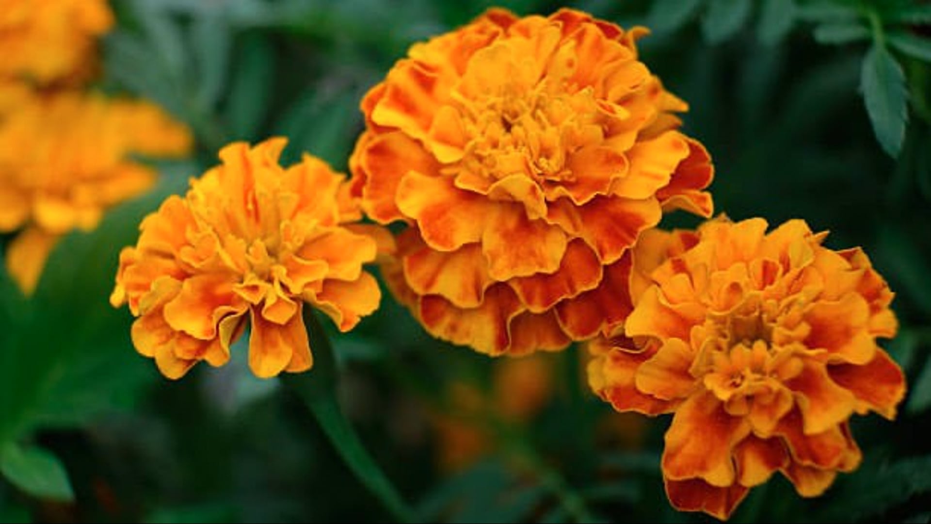 5 Flores Comestibles Fáciles De Cultivar Para Alegrar Tu Plato