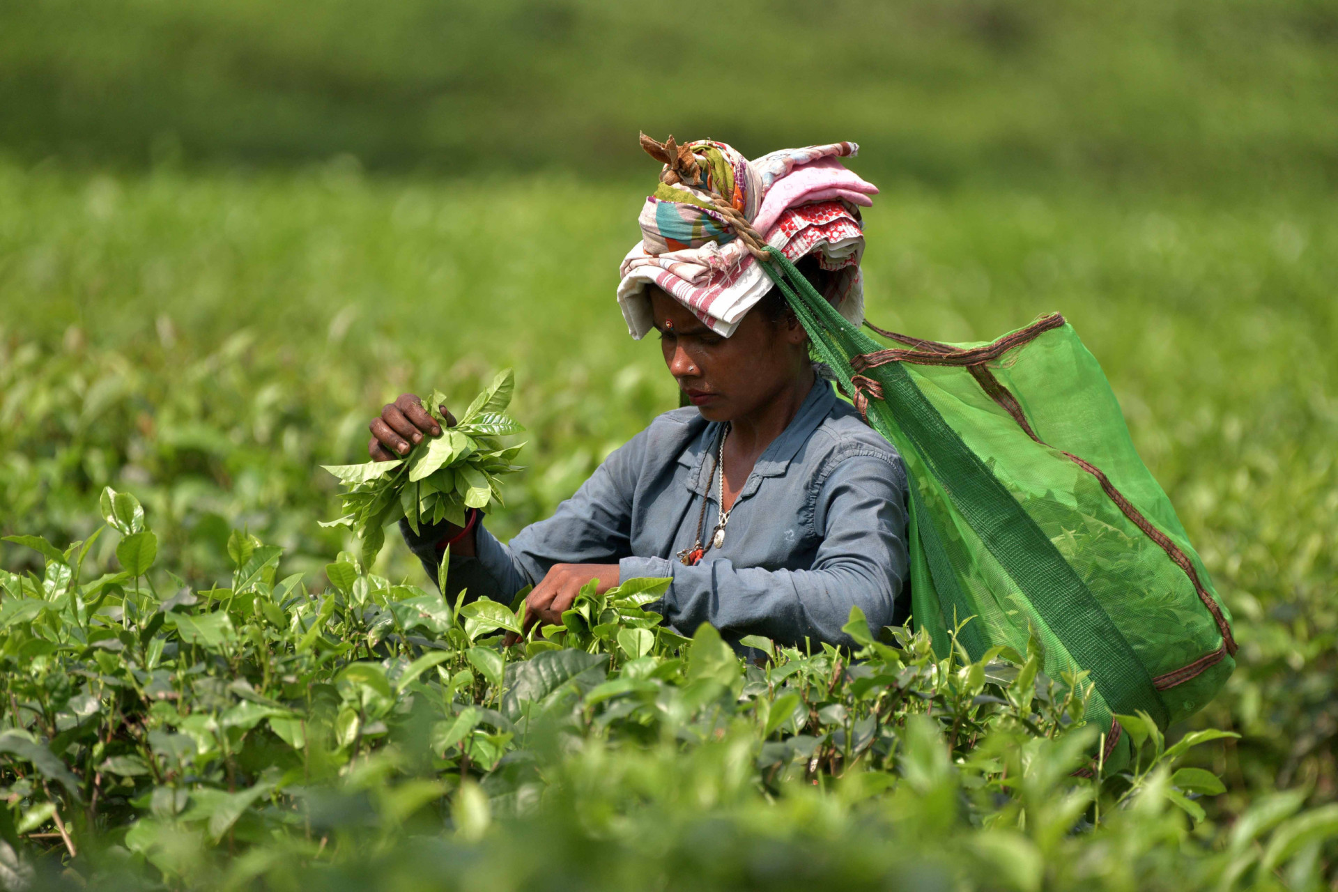 The top tea-producing countries in the world
