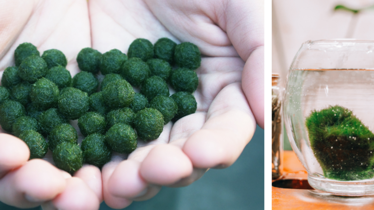 De Marimo mosbal: het groene gelukssymbool voor in huis