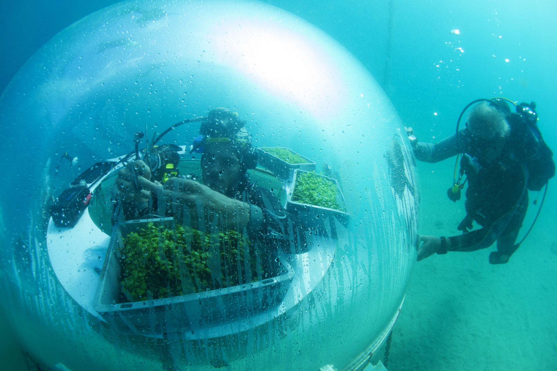 Underwater farms: a new hope for combating climate change?