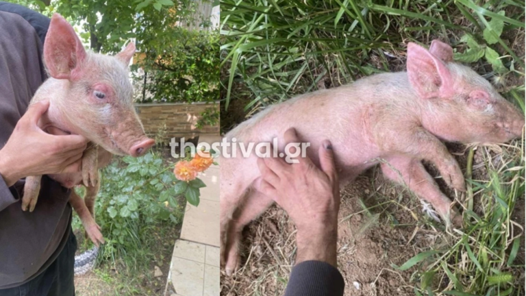 Ο Πόρκι ψάχνει σπίτι και οικογένεια (Φωτογραφίες)