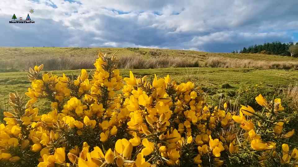 Men With The Pot - MSN