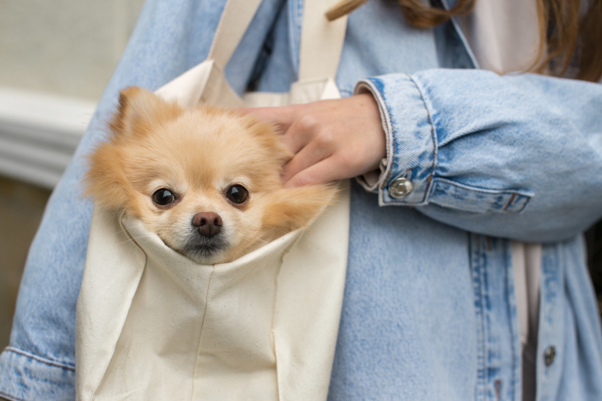 Which Tiny “Purse” Dog Breed Are You, Based on Your Zodiac Sign