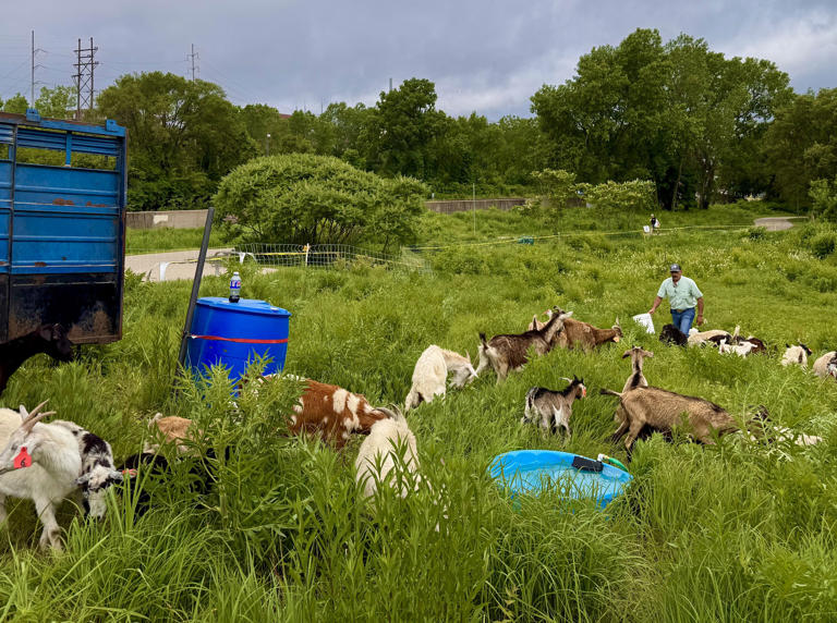 Goats are back on KC's Riverfront trail, munching weeds and melting hearts