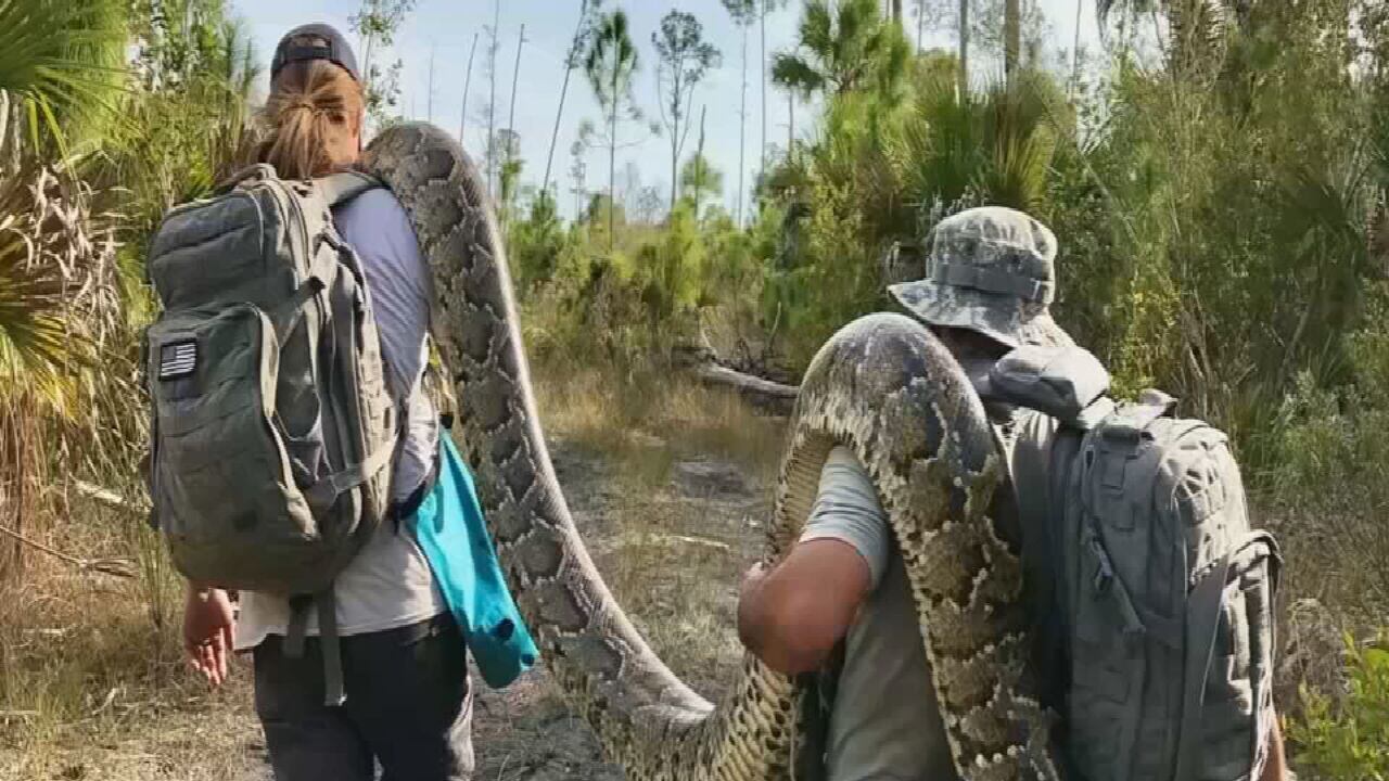 Biologists say a giant python’s death is a positive sign for Everglades ...