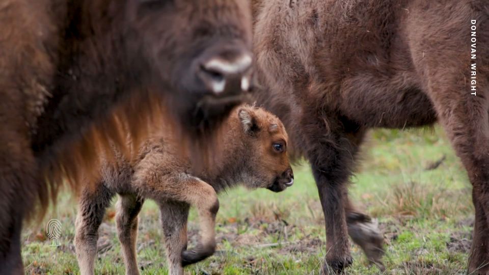 A long-lost woolly giant returns to the UK