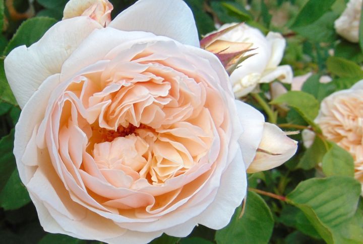 10 rare flowers and why they're held in high regard