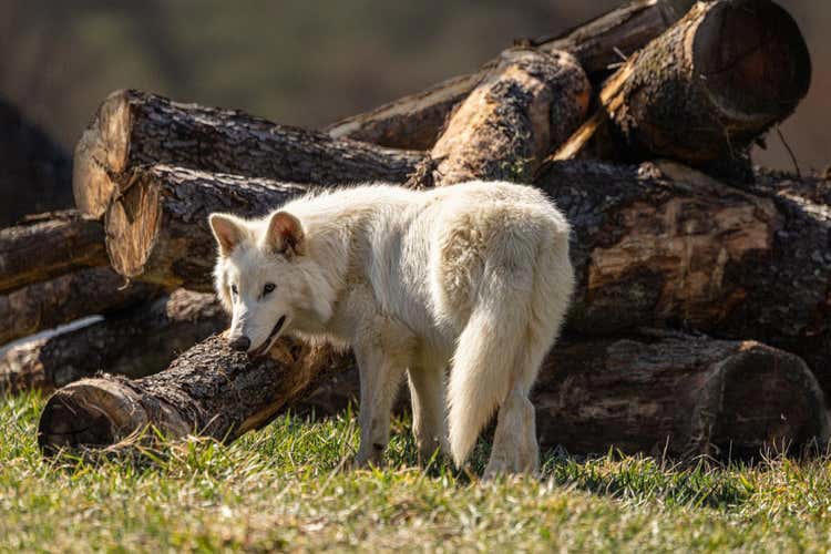 Colossal scientist now admits they haven’t really made dire wolves