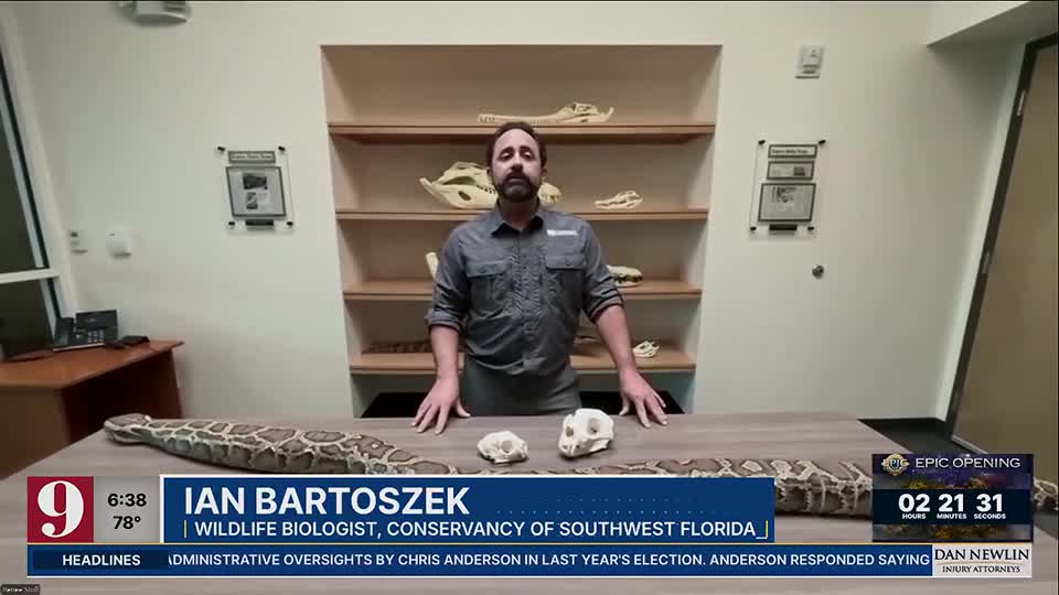 Biologists say a giant python’s death is a positive sign for Everglades ...