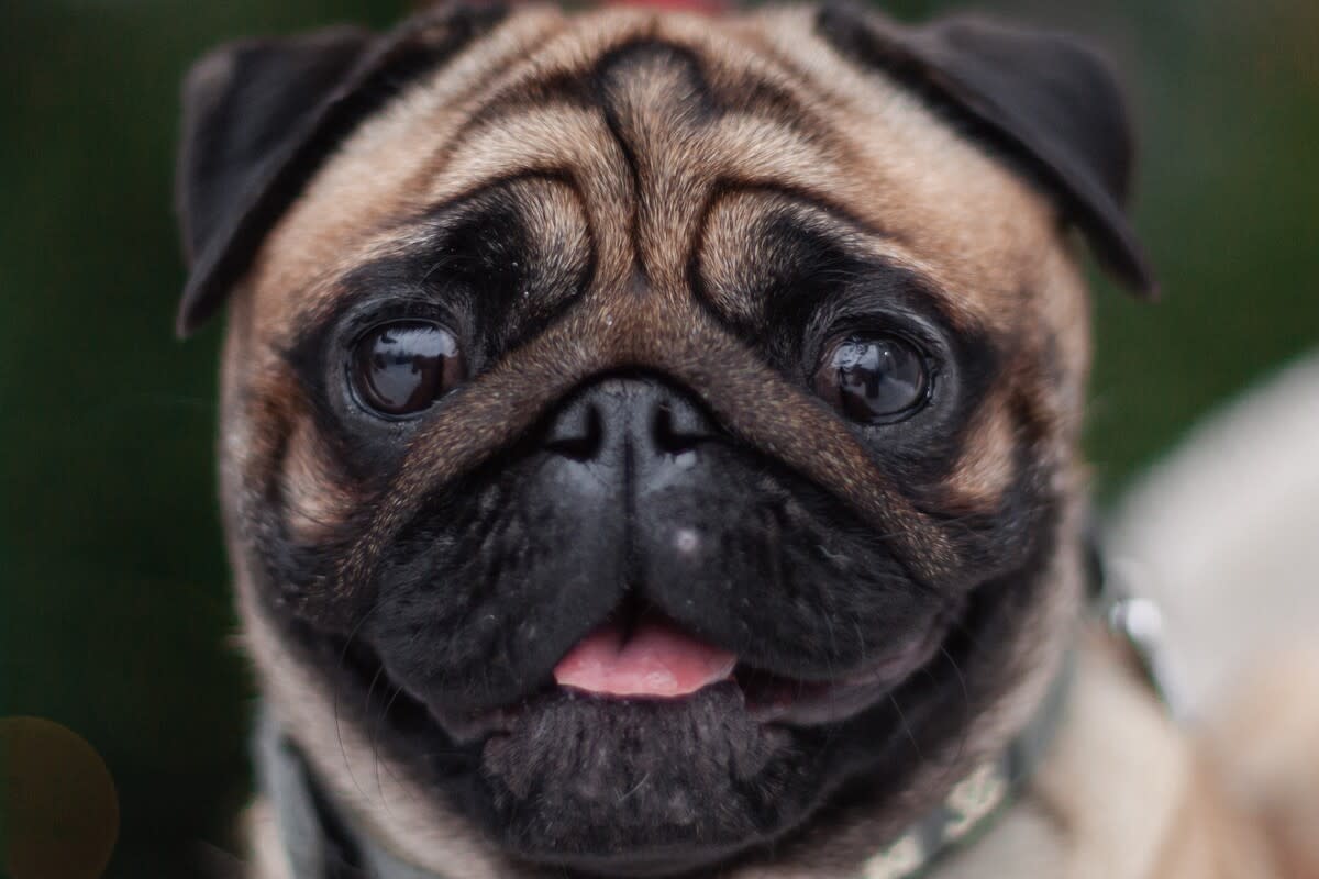 Famous Pug’s University Graduation Complete with Tiny Cap Is an Absolute Triumph